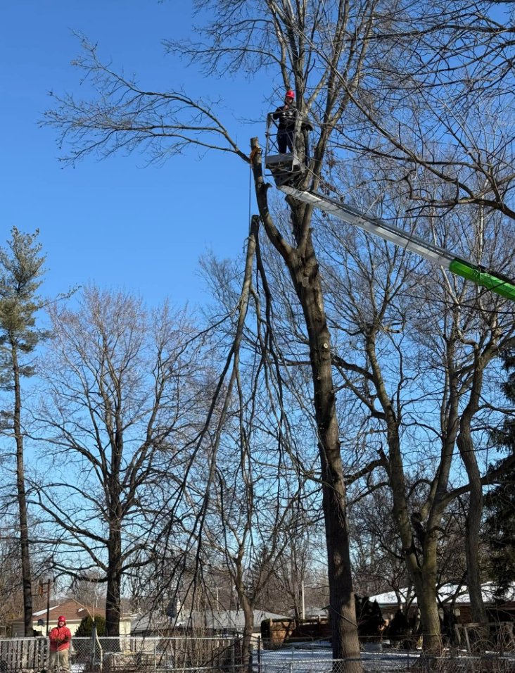 Gallery | Mason Tree Service