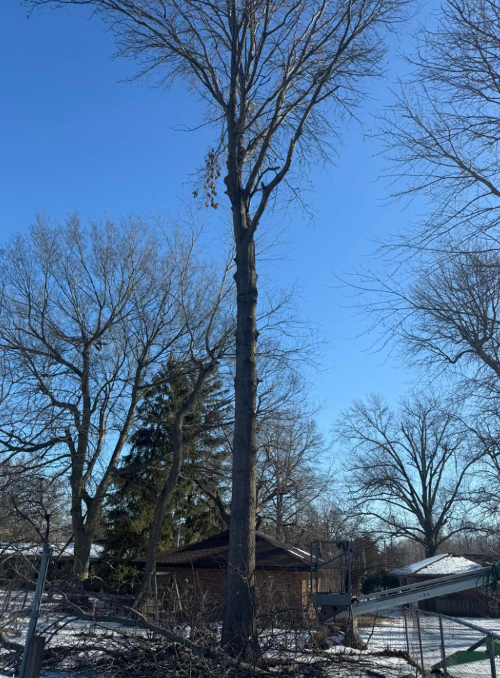 Gallery | Mason Tree Service