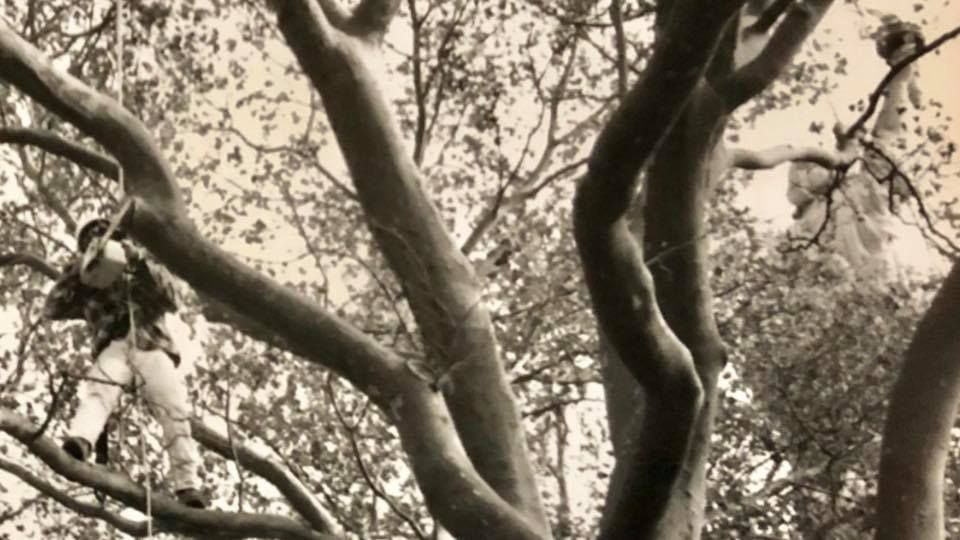 About Darien Tree Service | Fairfield County, CT