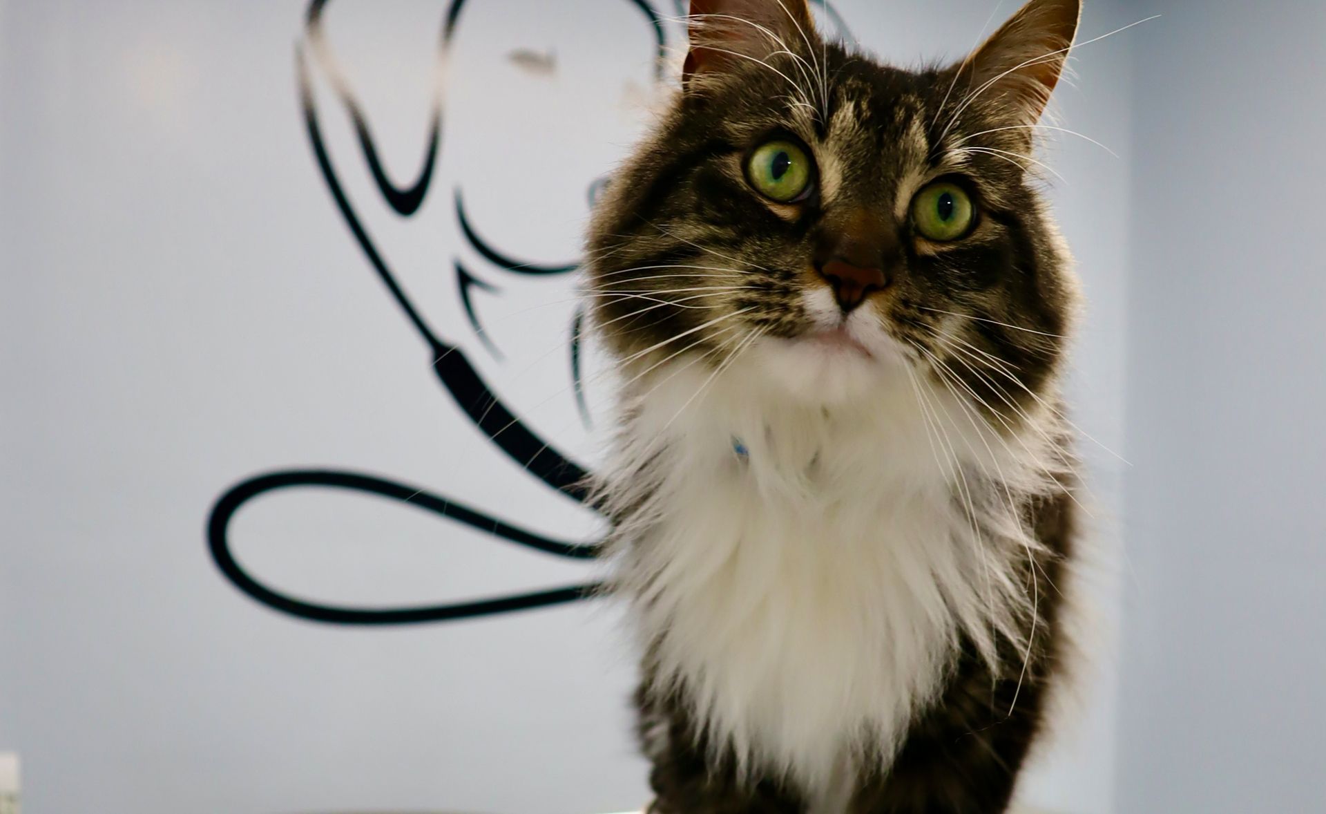 Brainerd Animal Hospital Our Staff | Brainerd, MN