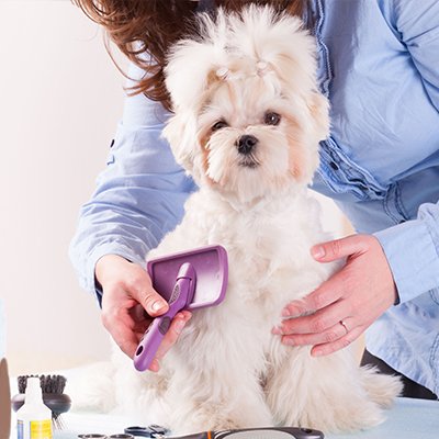 Dog Grooming La Mesa