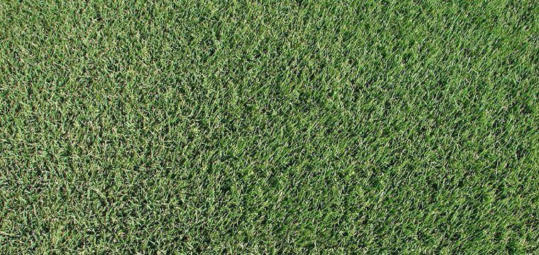 Turf Grass Sales | The Grass Patch Inc | Austin, TX