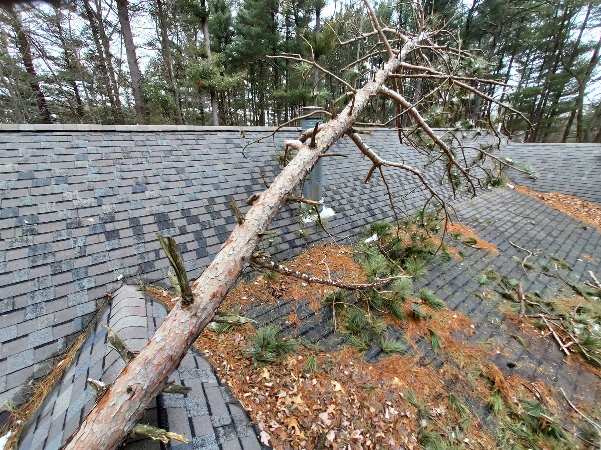 Tree Services Jackson, MI | Total Tree Enterprise