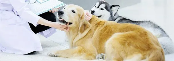 Pet Skin Problems Jensen Beach, FL | Atlantic Animal Clinic