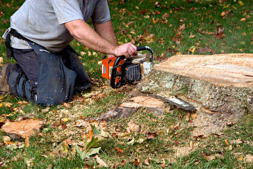 Tree Upkeep | Clyde's Tree Service, LLC | Indianapolis, IN