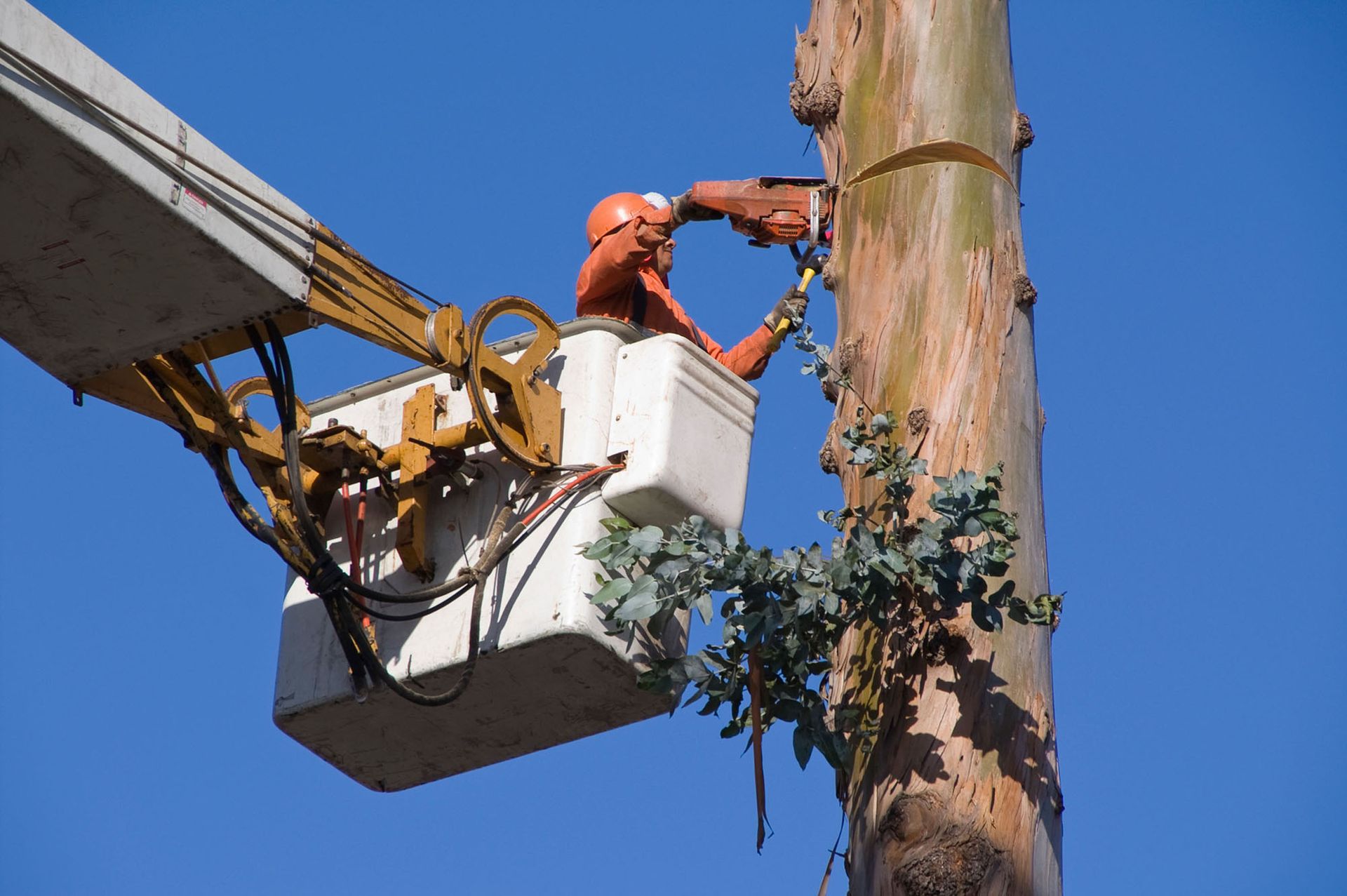 Tree Removal Terryville | Bristol | Tree Rex of Connecticut