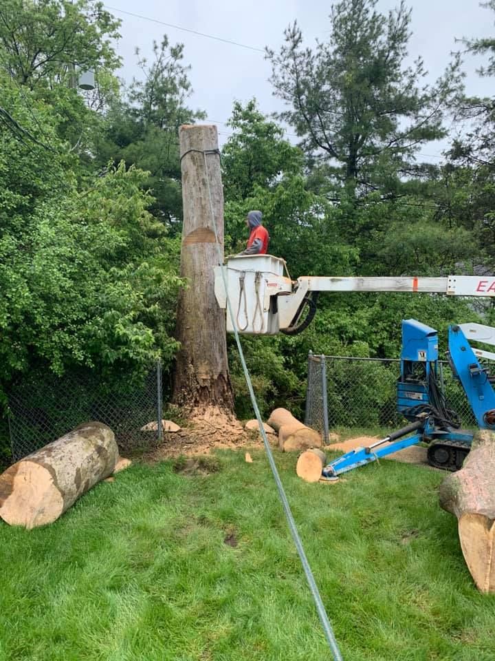 Tree Services | Columbus, OH