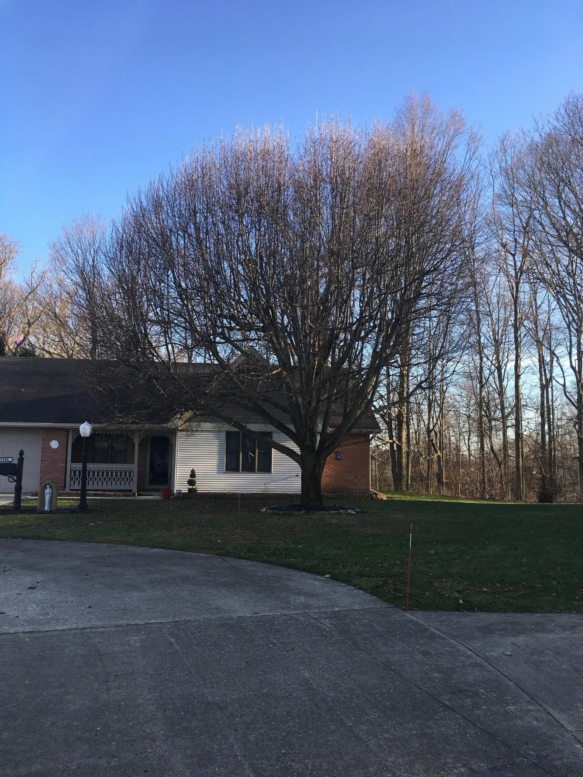 Certified Arborist in Springfield, OH | Huffman Tree Company