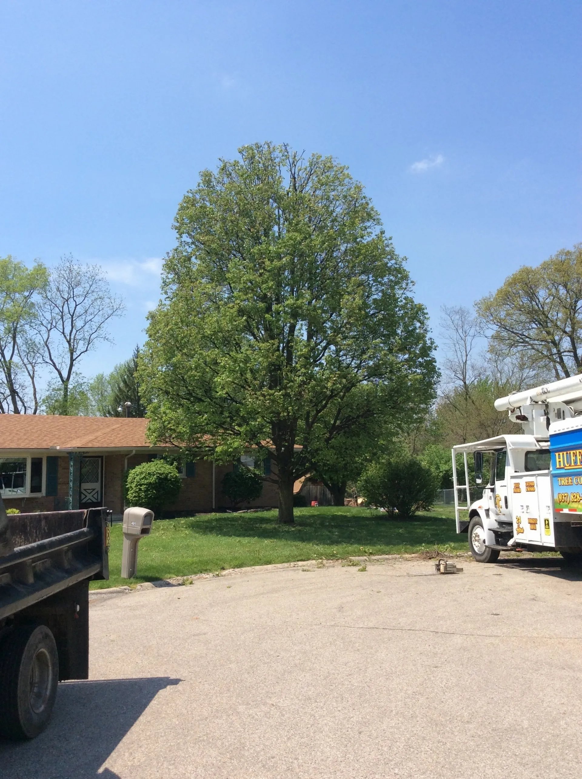 Certified Arborist in Springfield, OH | Huffman Tree Company