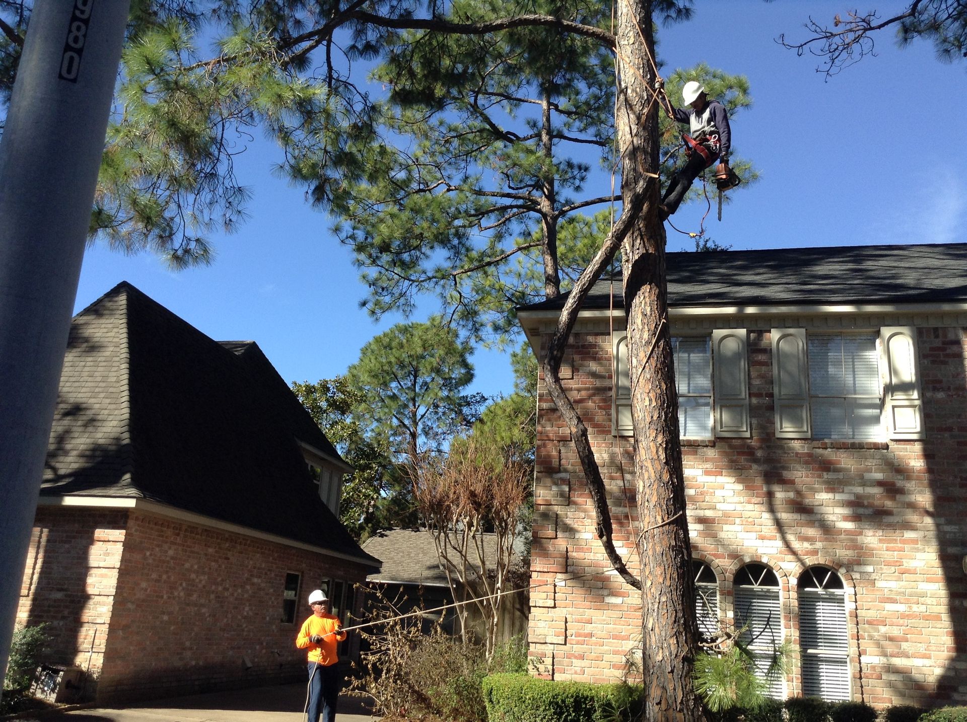 Tree Trimmers The Woodlands, TX | Four Seasons Tree Service