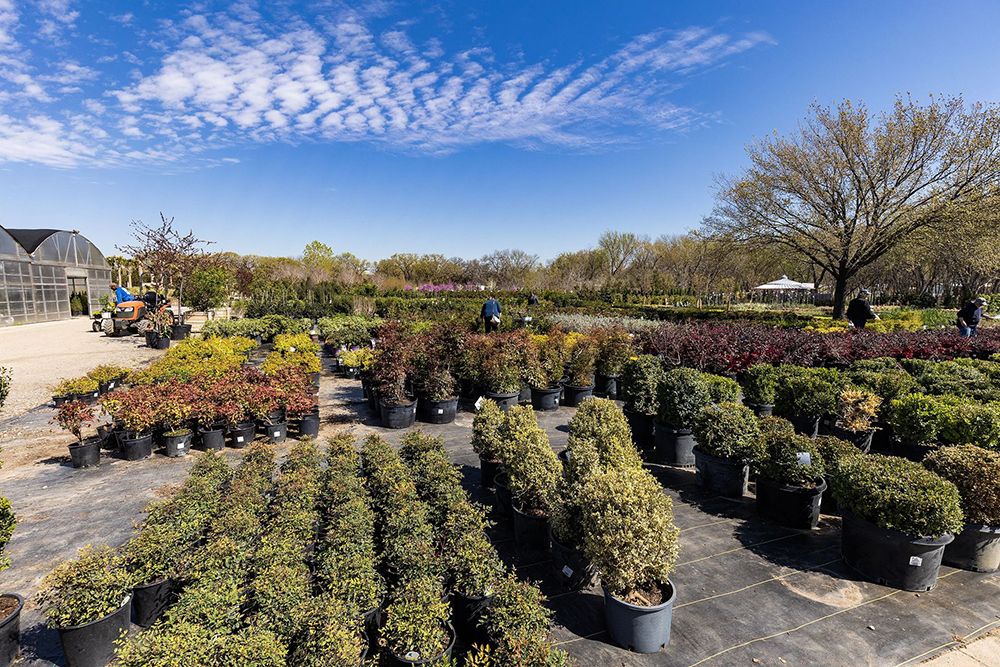 Tree Nurseries Southlake, TX | Grapevine, TX