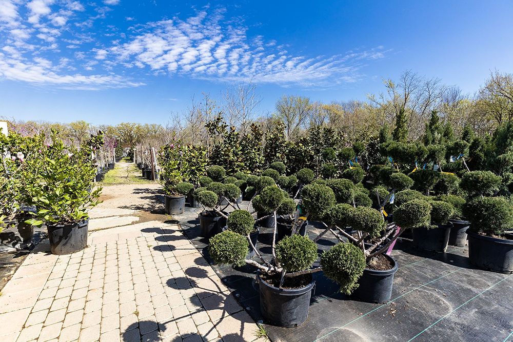 Tree Nurseries Southlake, TX | Grapevine, TX