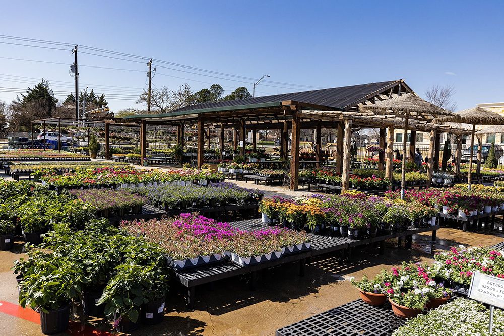 Tree Nurseries Southlake, TX | Grapevine, TX