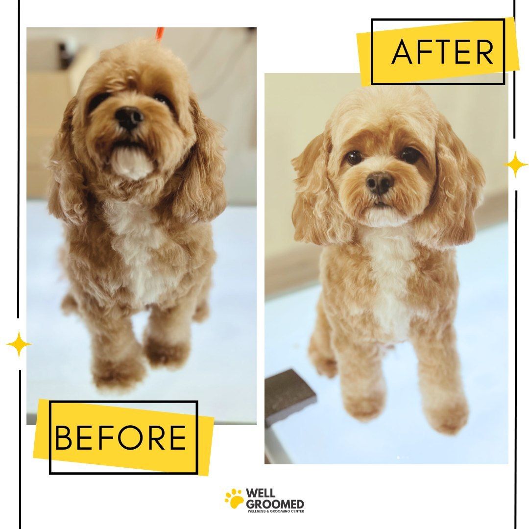 Dog Grooming Services | Well Groomed Pets - Queen Creek | Chandler, AZ