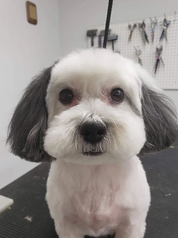 Dog Grooming Services | Salisbury, MD