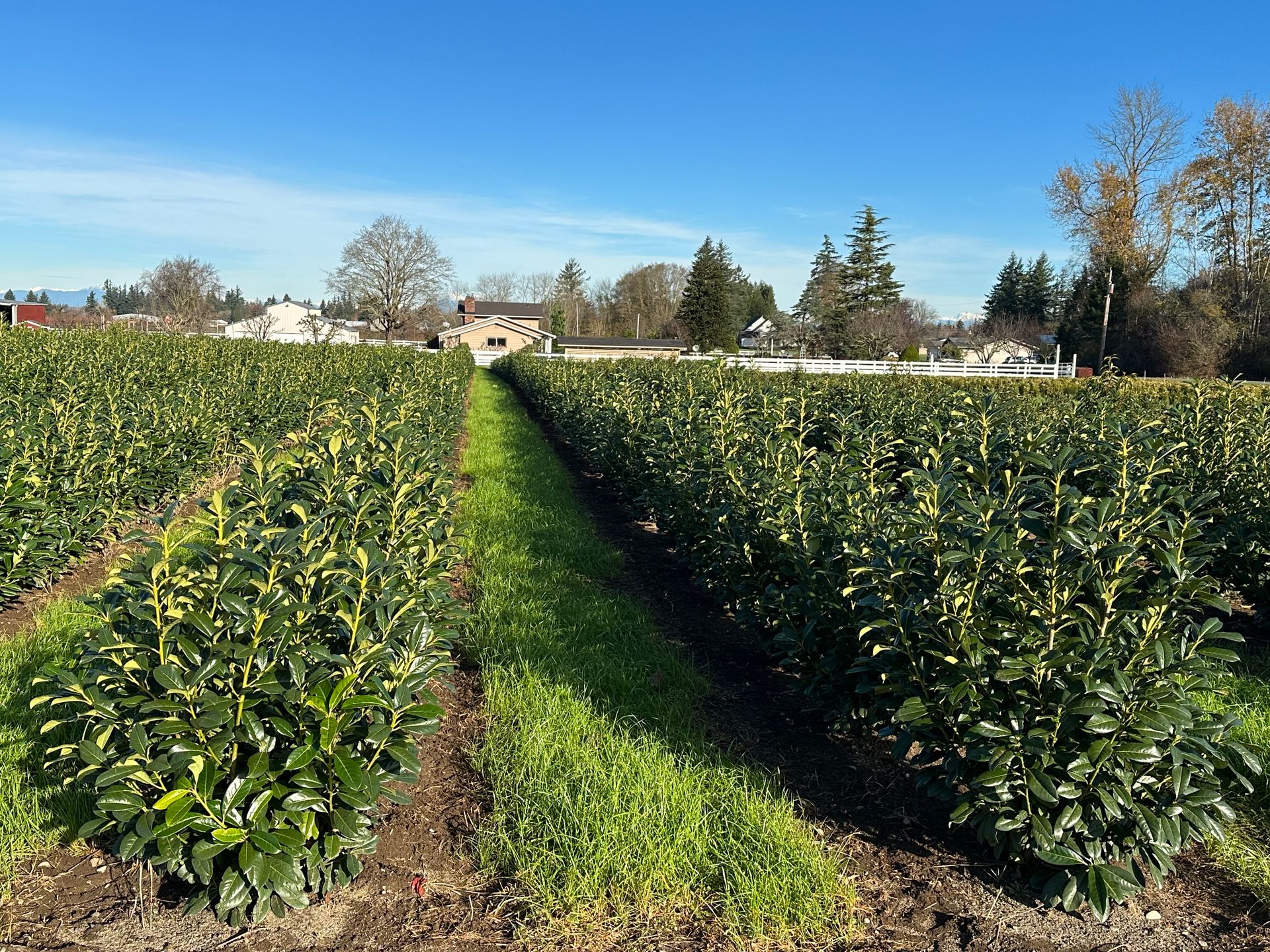 Shade & Flowering Trees | Lynden, WA