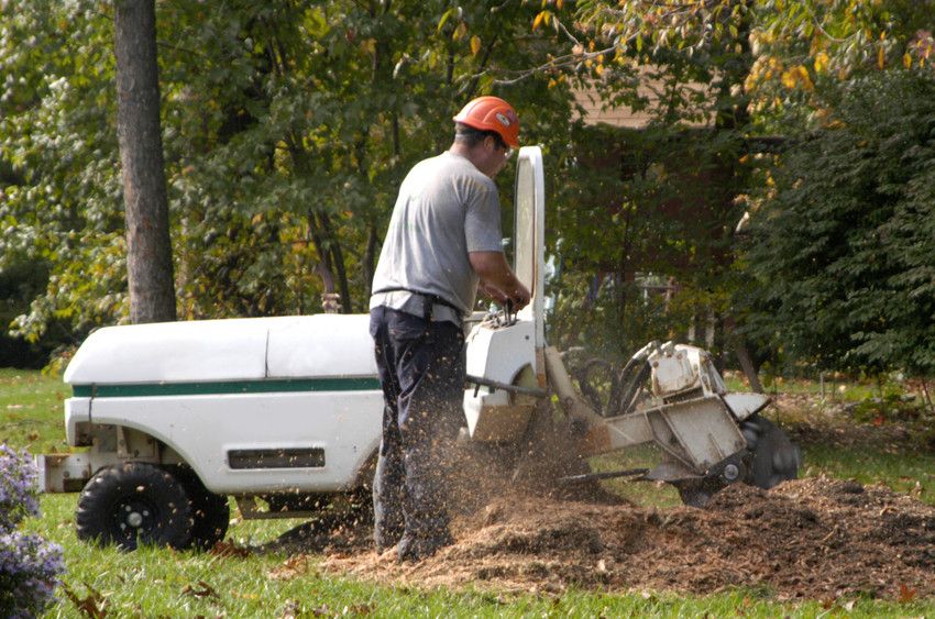 Arborist | Cesar's Tree Service | Oak Lawn, IL
