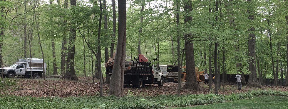 Arborist Dan Moore Tree Service Mont, Bucks & Chester Co, PA