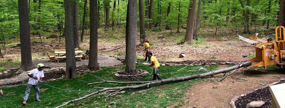 Arborist Dan Moore Tree Service Mont, Bucks & Chester Co, PA