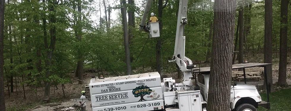 Arborist Dan Moore Tree Service Mont, Bucks & Chester Co, PA