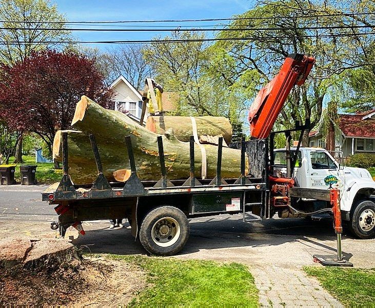 Arborist Dan Moore Tree Service Mont, Bucks & Chester Co, PA