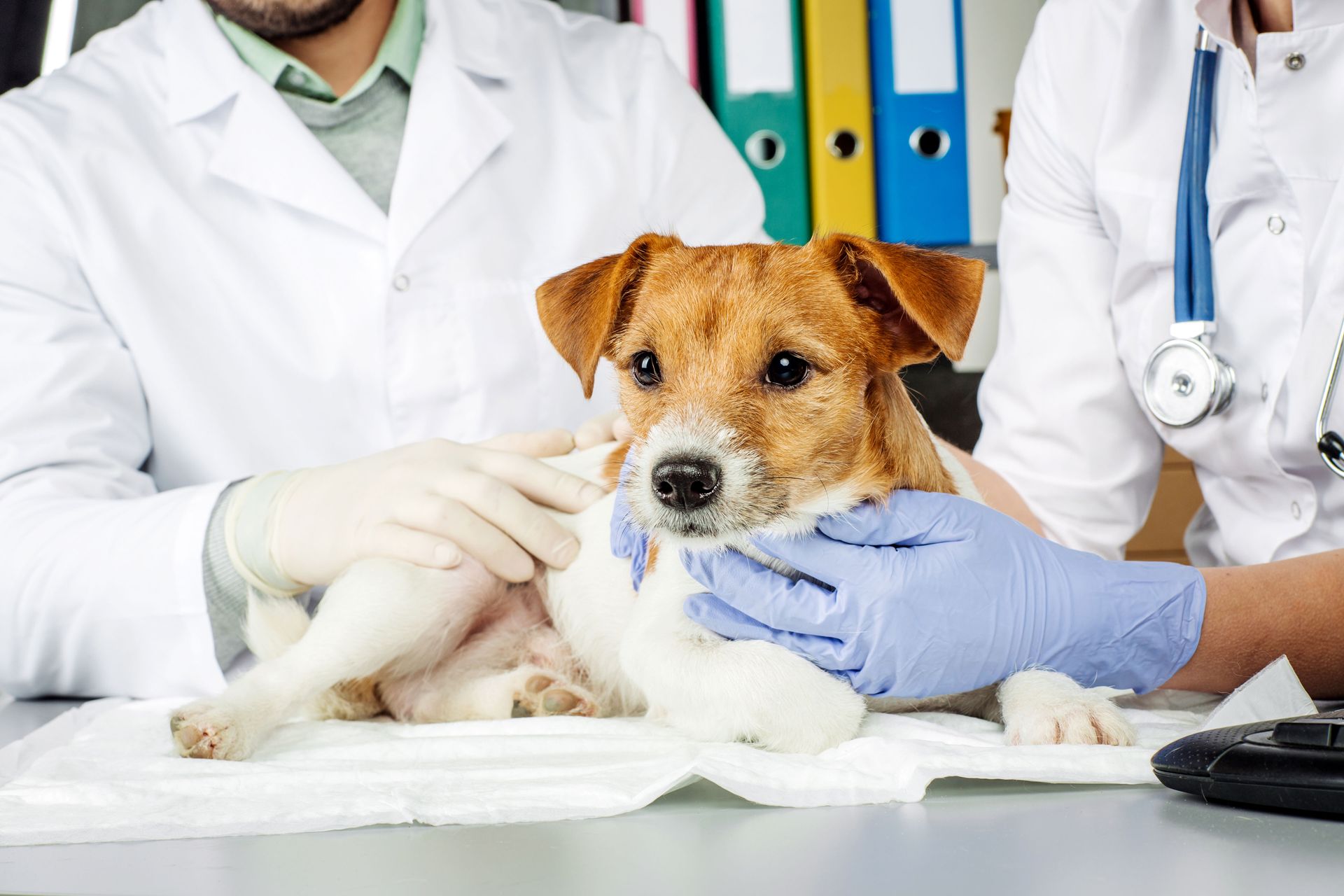 Crosspointe Animal Hospital | Fairfax Station, VA