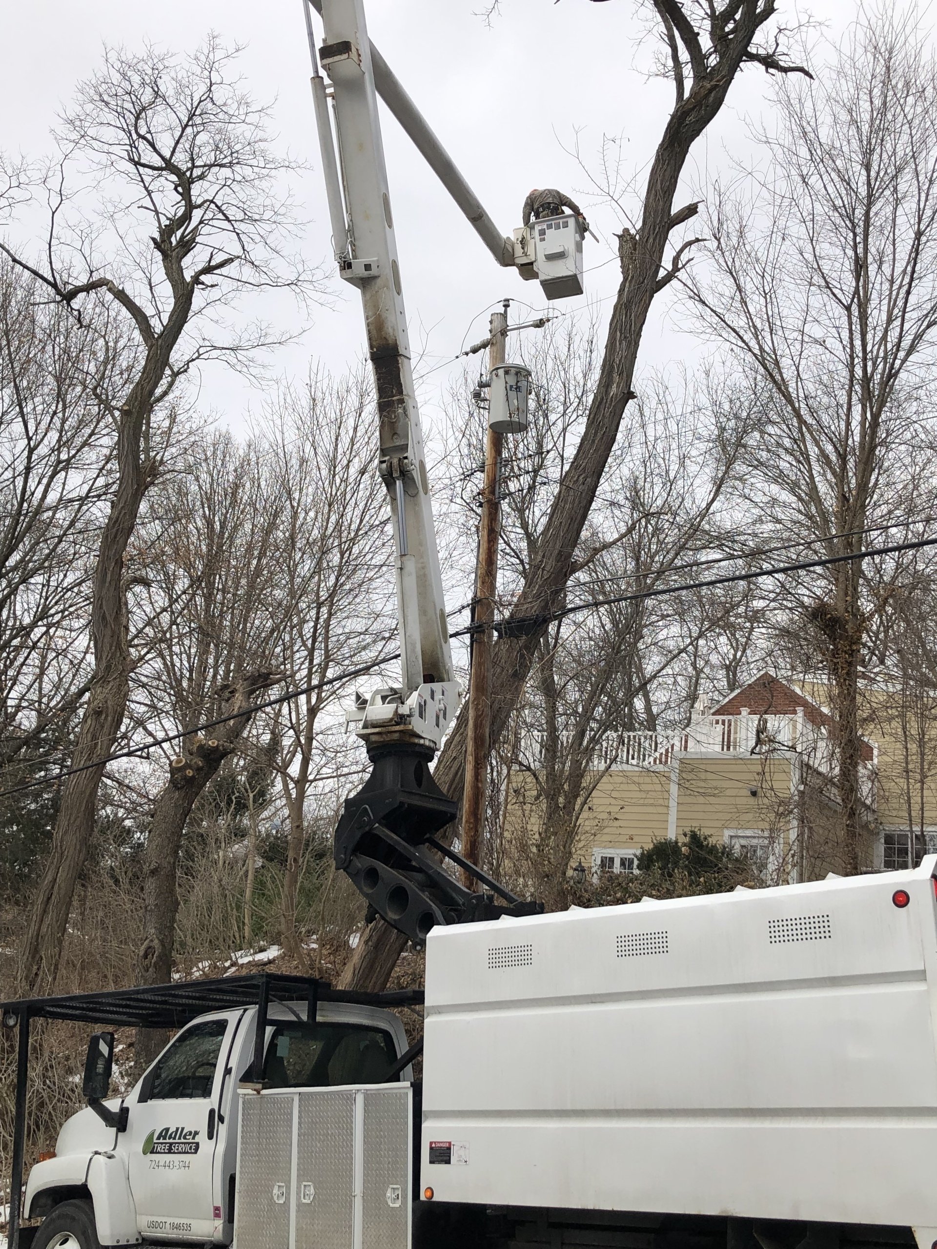 Photo Gallery | Adler Tree Service