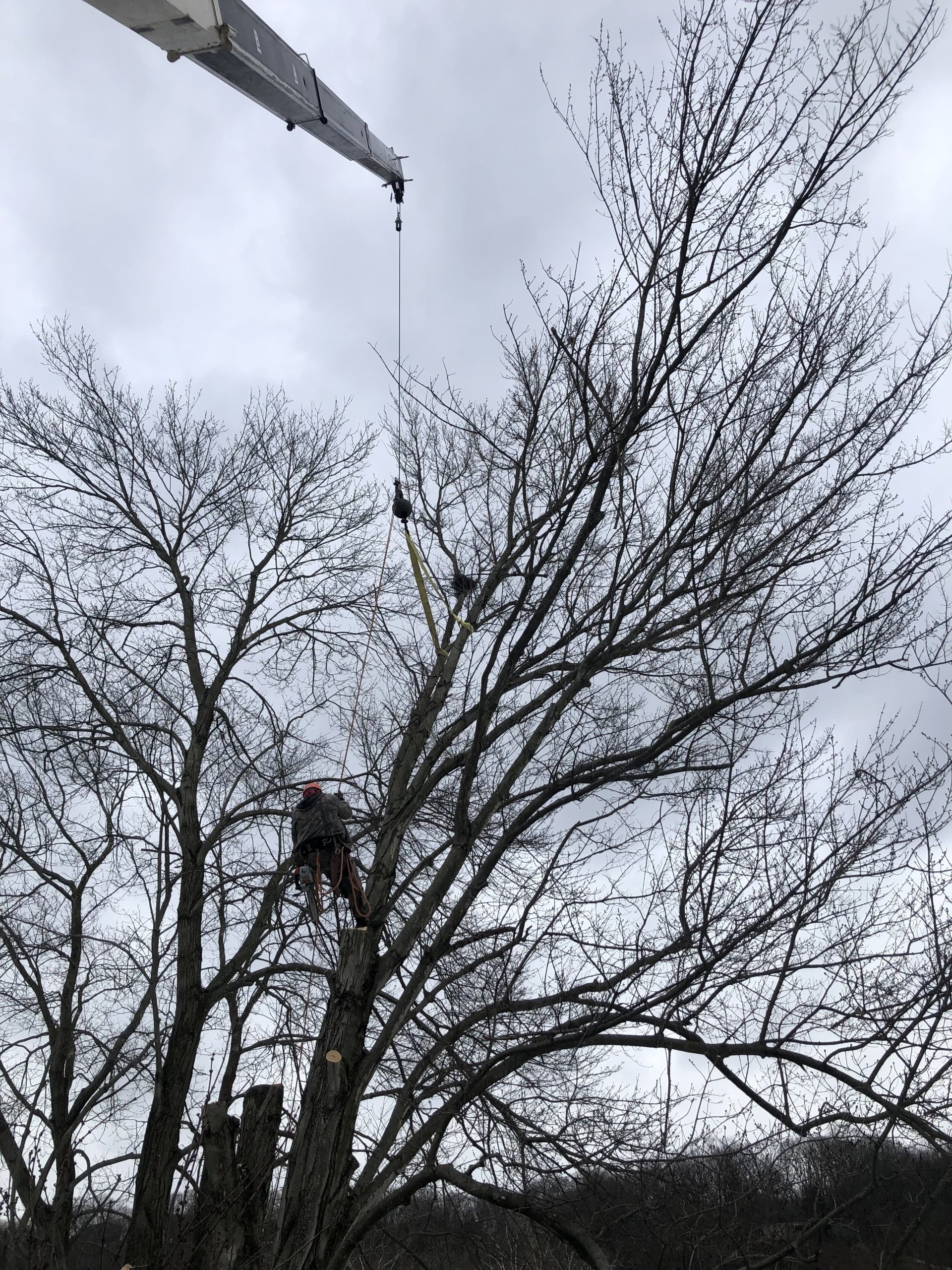 Photo Gallery | Adler Tree Service