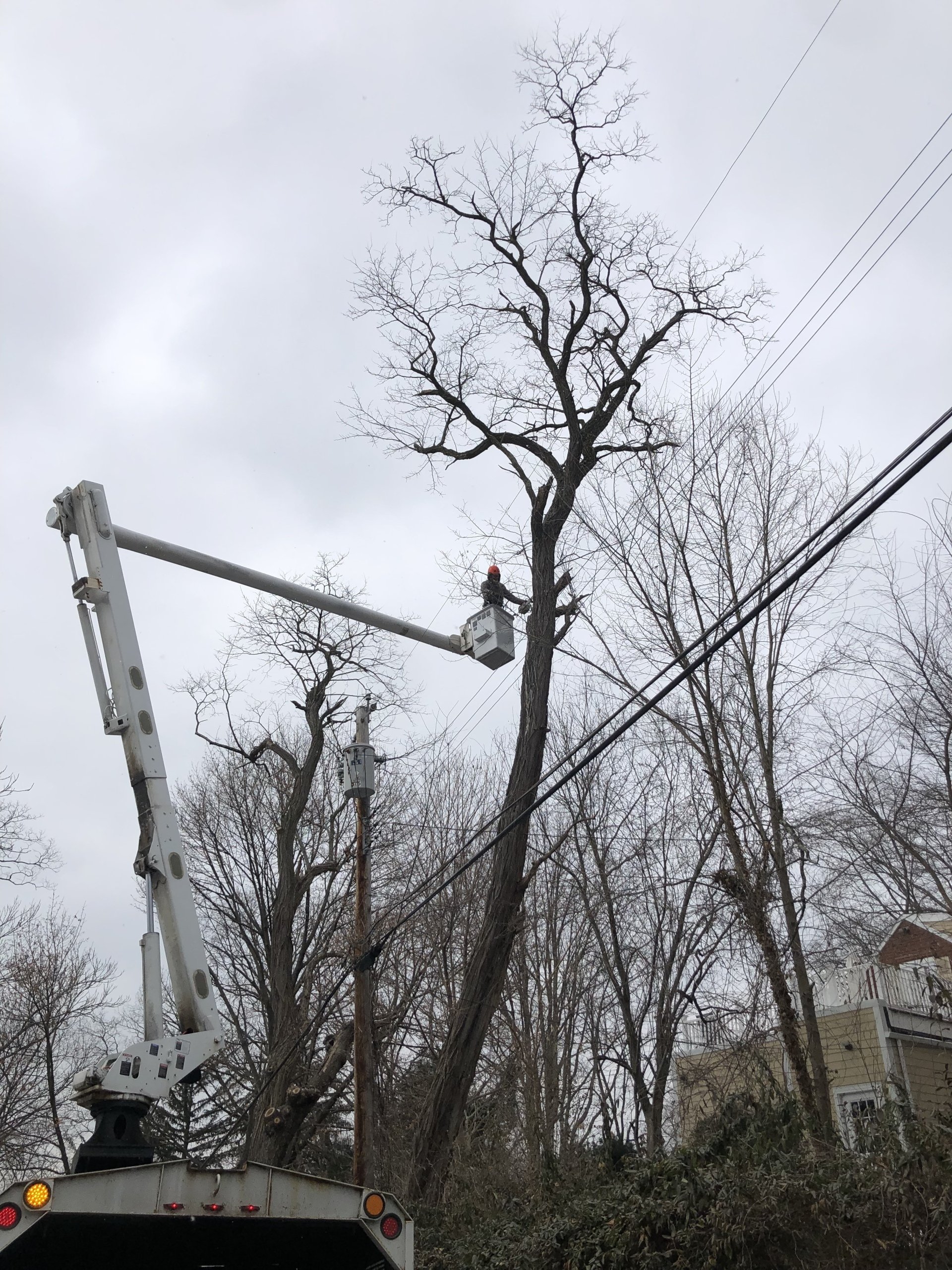 Photo Gallery | Adler Tree Service