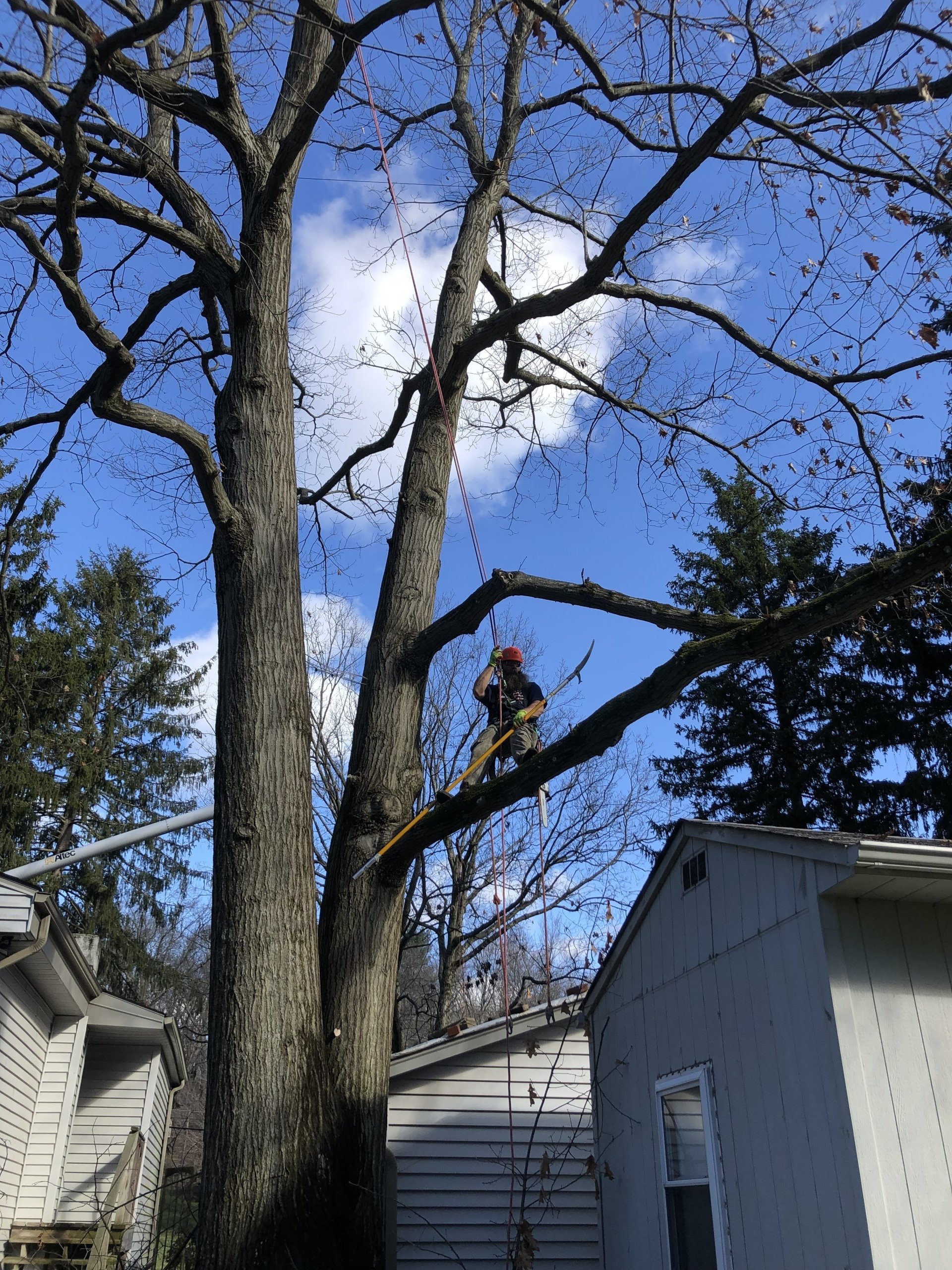 Photo Gallery | Adler Tree Service