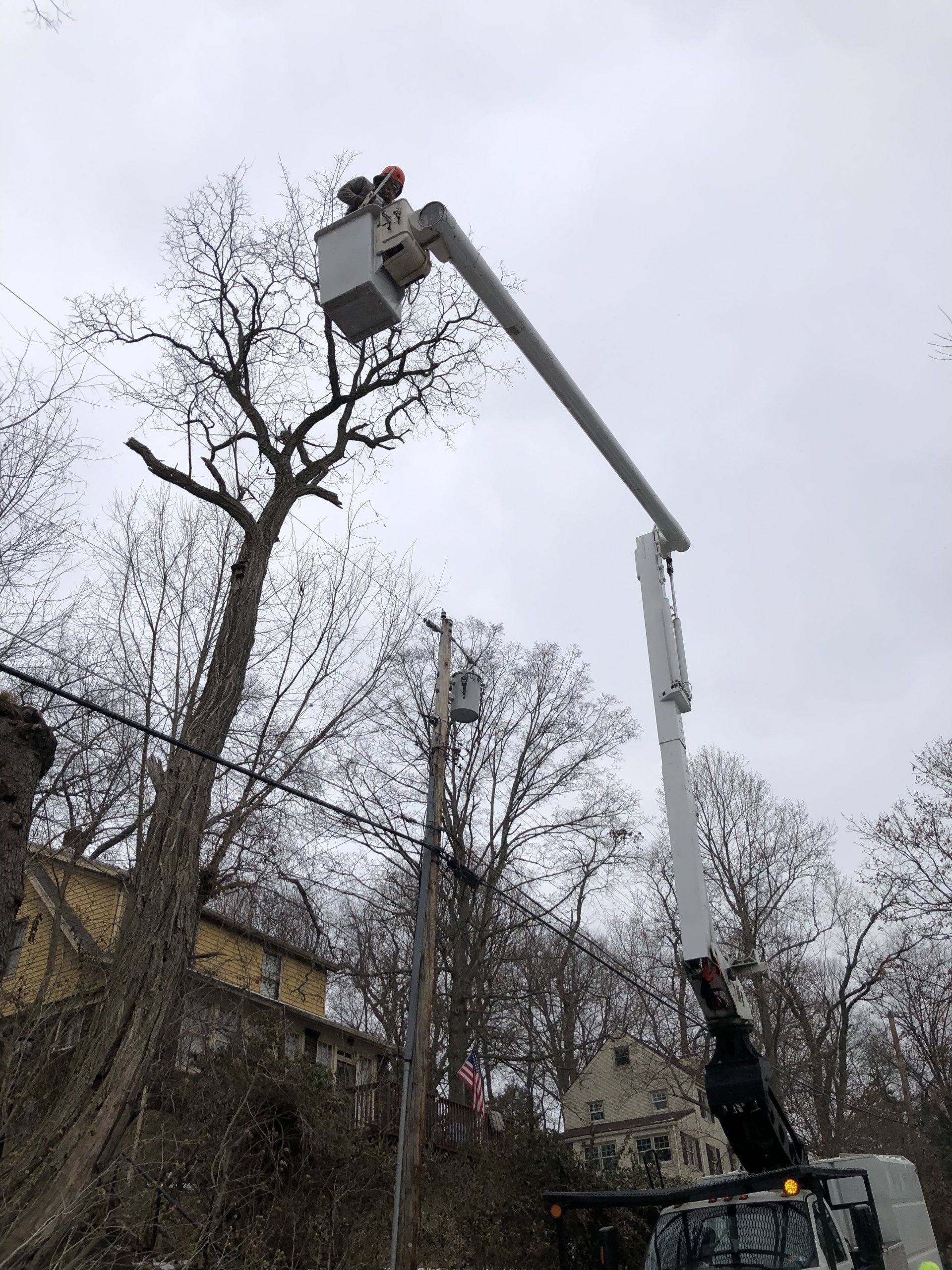 Photo Gallery | Adler Tree Service