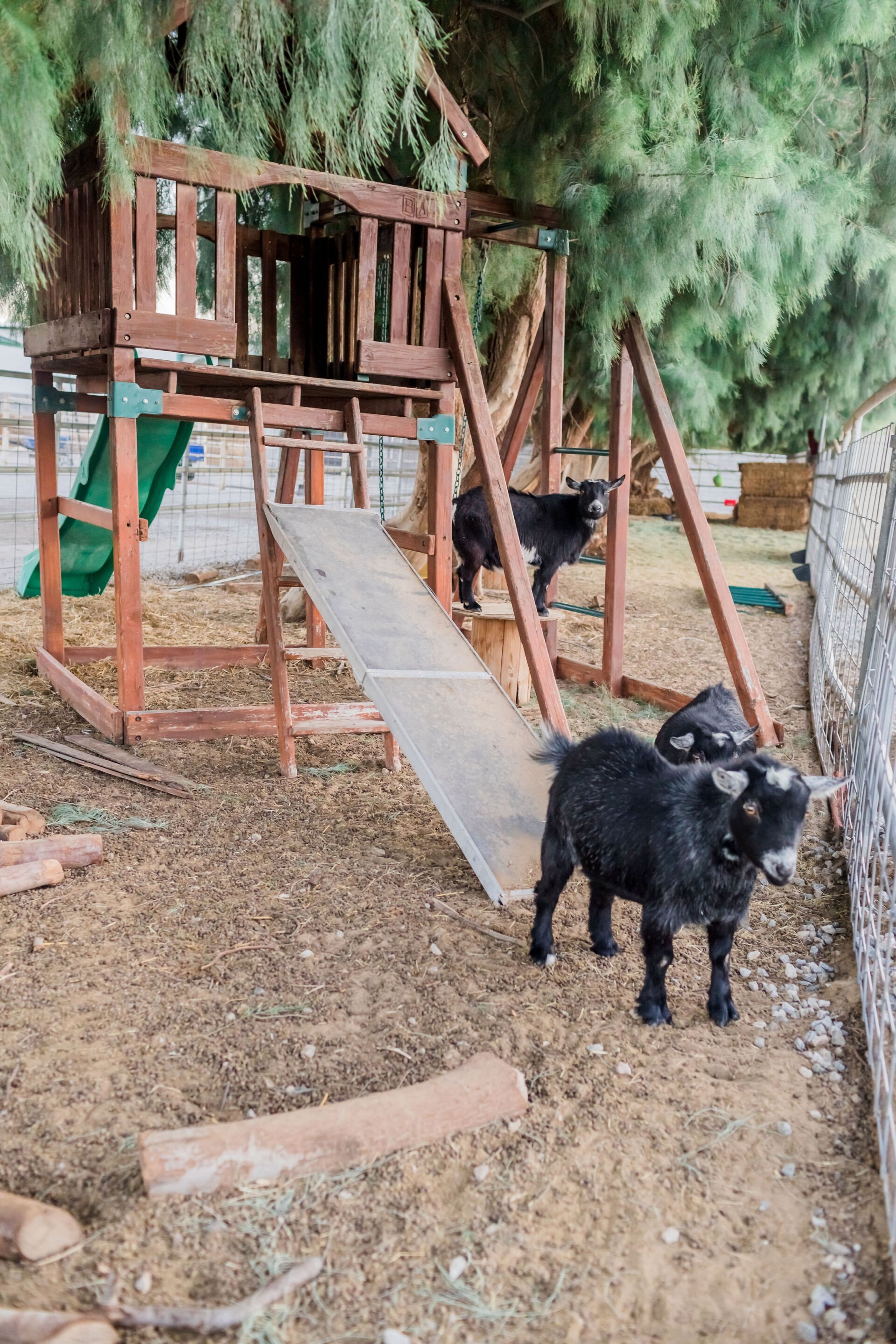 Farm Animals | Farm | Bermuda Dunes, CA