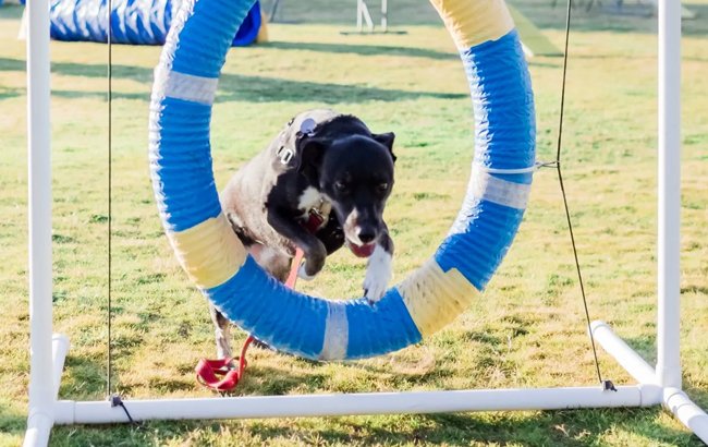 Agility Classes | Dog Agility | Bermuda Dunes, CA
