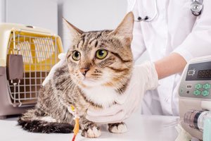 Hilmar Animal Hospital | Pet Care | Hilmar, CA