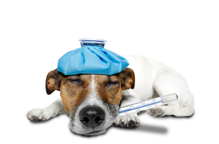 Hilmar Animal Hospital | Pet Care | Hilmar, CA
