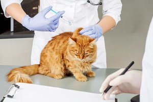 Hilmar Animal Hospital | Pet Care | Hilmar, CA