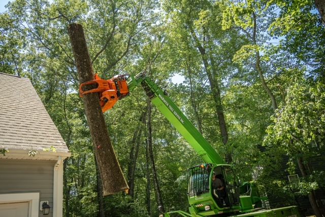 Tree Removal Companies Coventry, RI | Cranston, RI