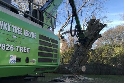Tree Removal Companies East Greenwich, RI | Warwick, RI
