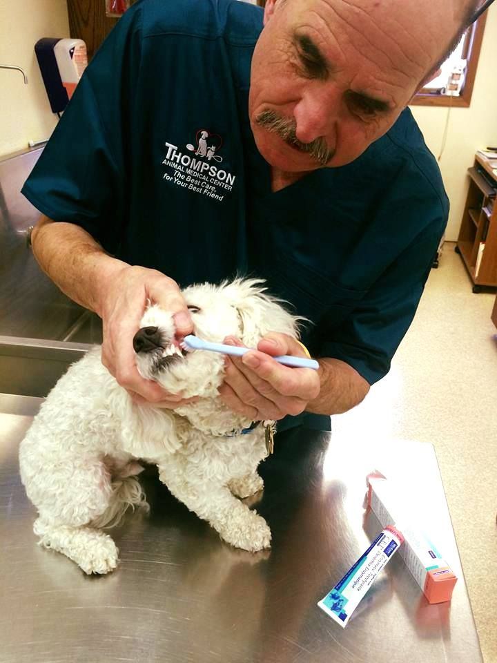 Veterinary Care Thompson Animal Medical Center La Crosse, WI