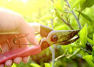 Spokane ProCare | Lawn Maintenance | Spokane, WA