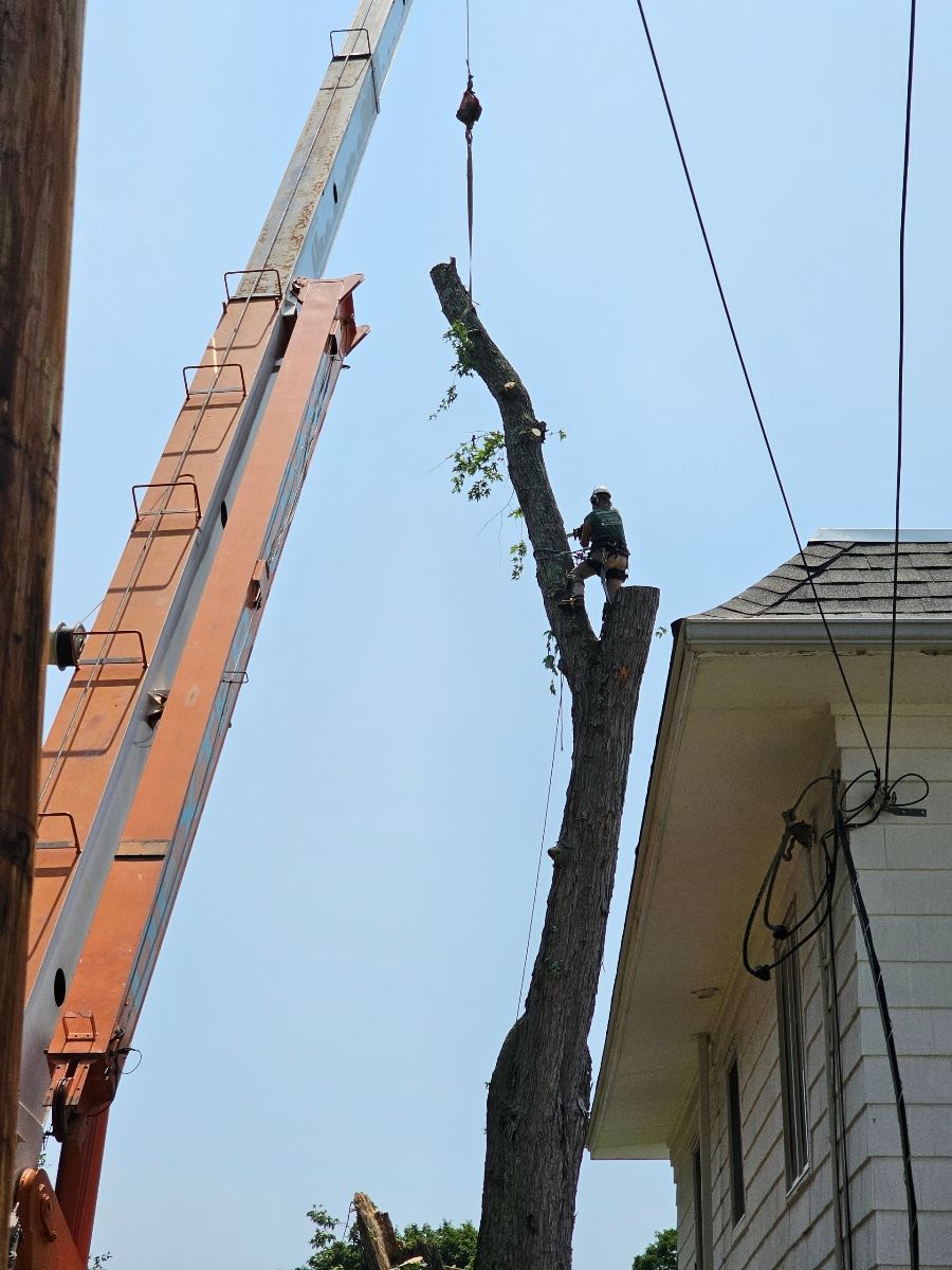 Project Gallery | Yankee Tree Service