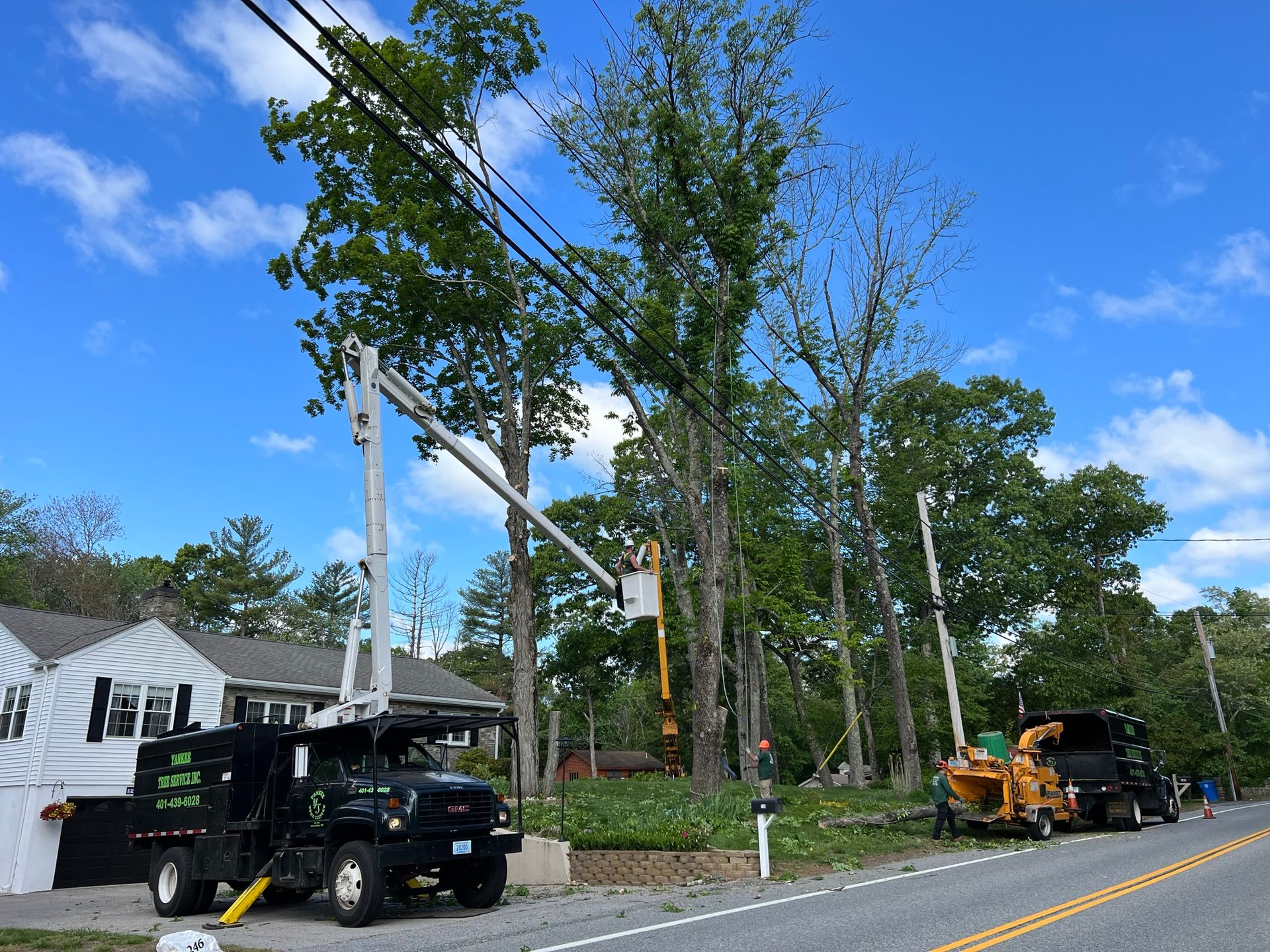 Project Gallery | Yankee Tree Service