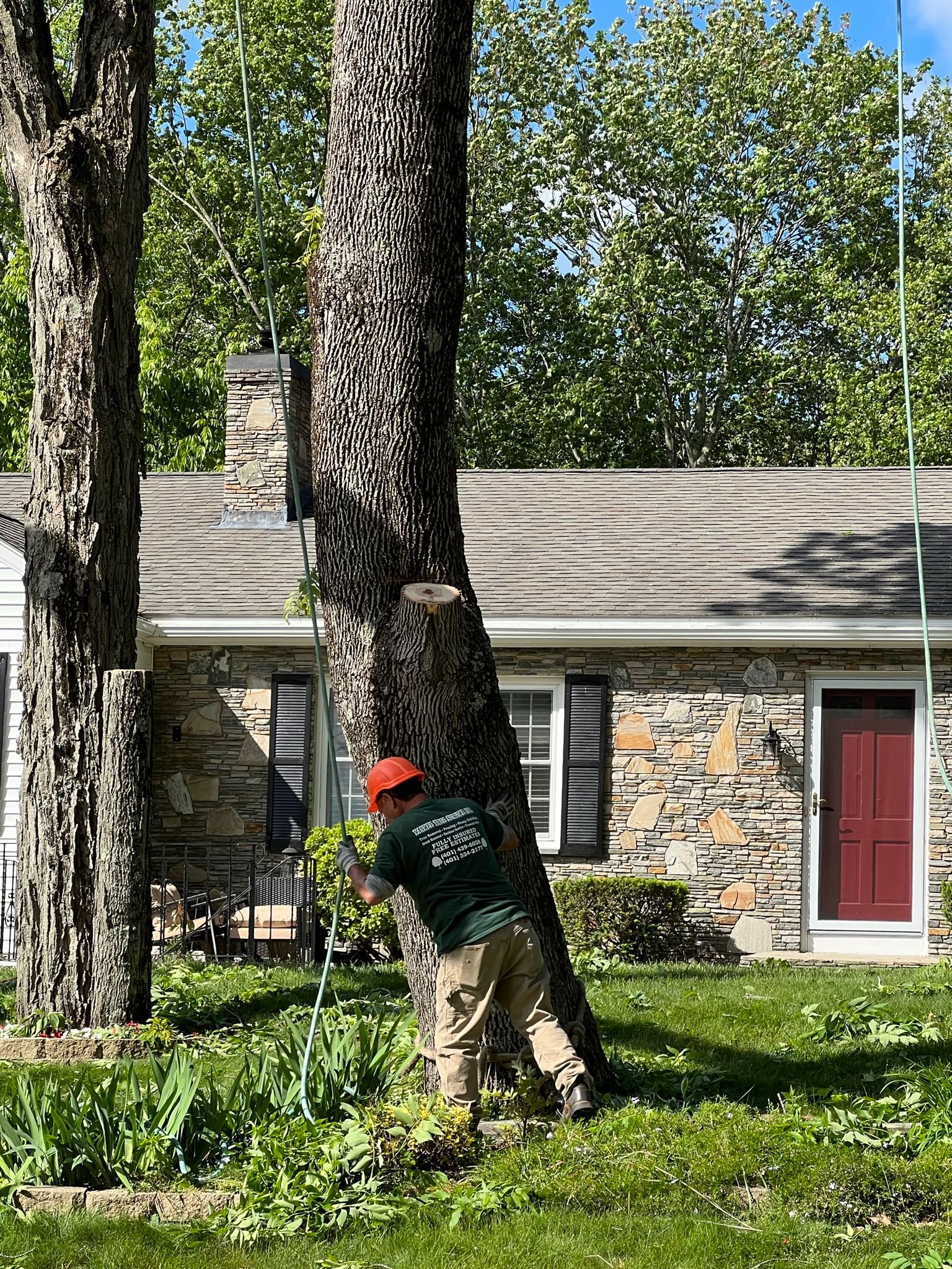 Project Gallery | Yankee Tree Service