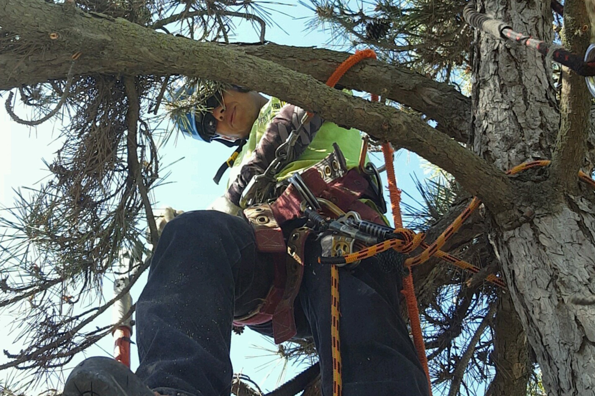 Pete's Tree Service | Tree Services | Exeter, CA