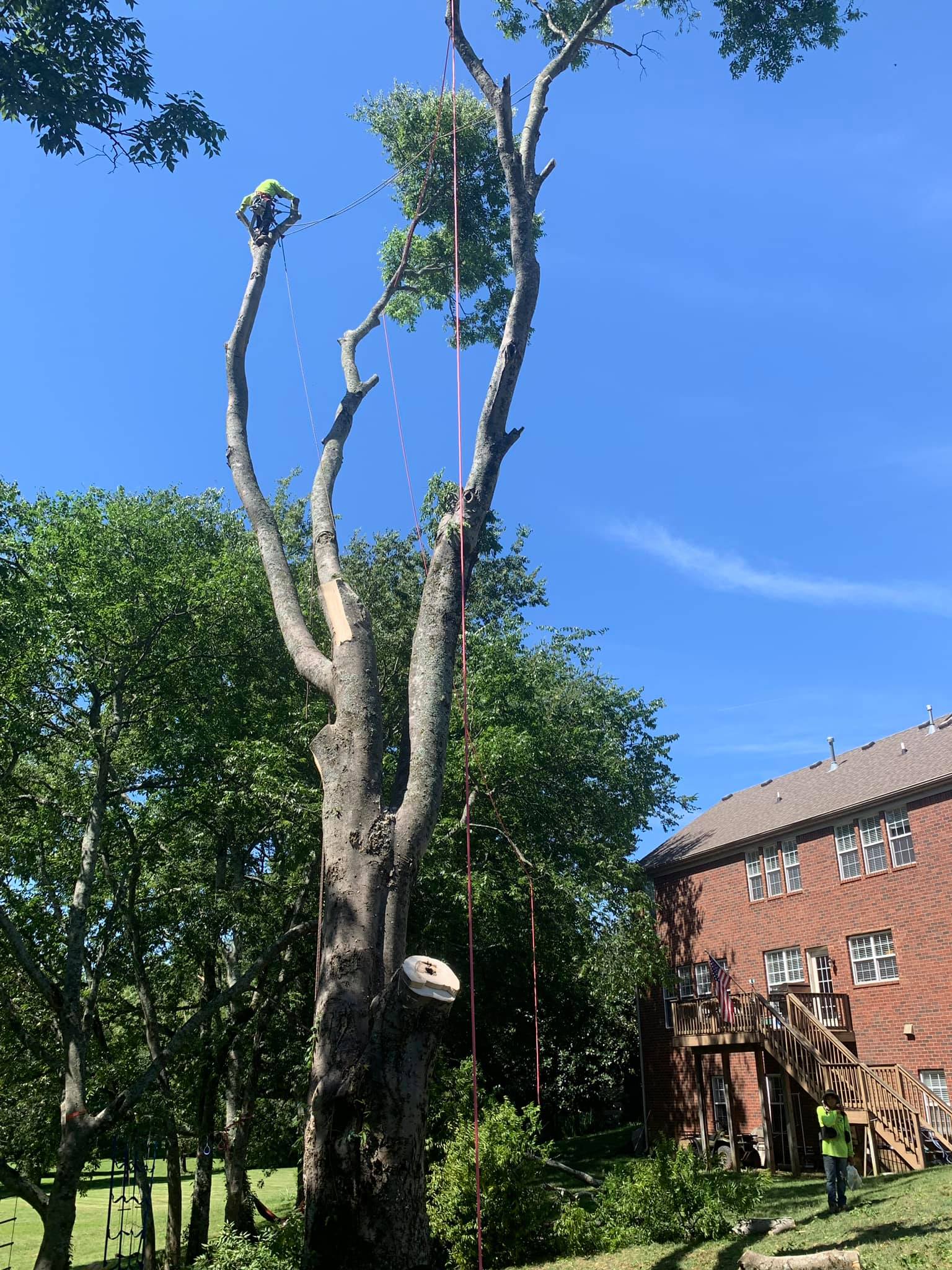 Gallery | G. Rivera's Tree Service