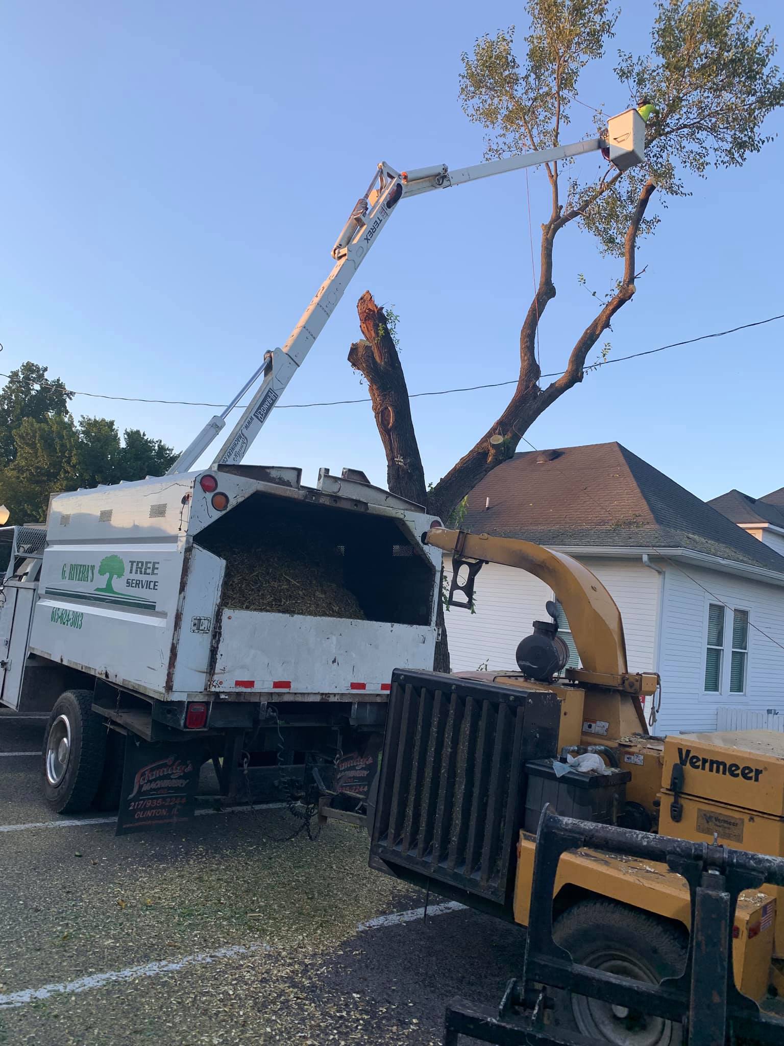 Gallery | G. Rivera's Tree Service