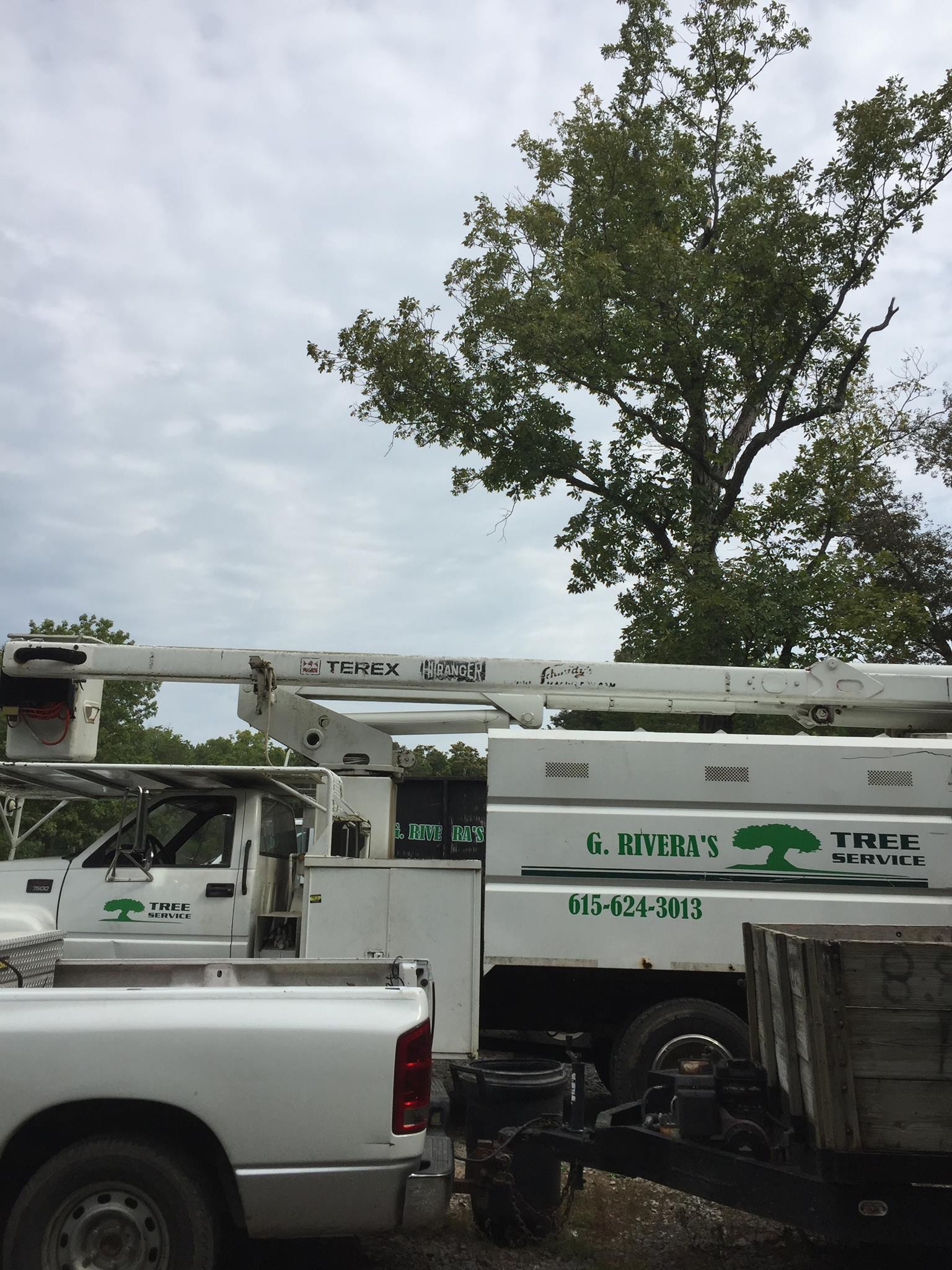 Gallery | G. Rivera's Tree Service