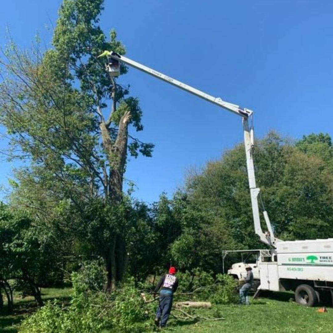Gallery | G. Rivera's Tree Service