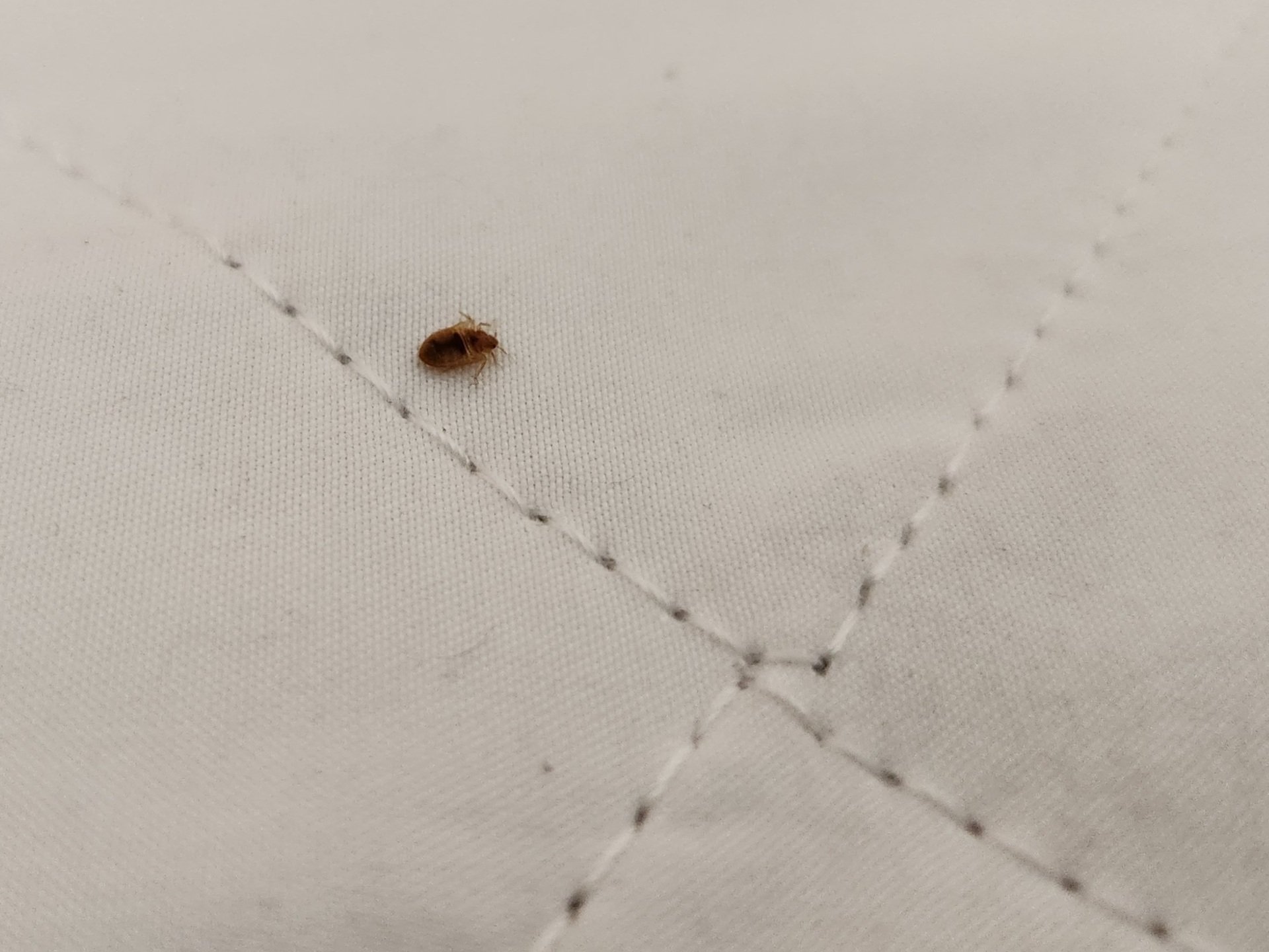 Bed Bugs Butte, MT | Rocky Mountain Bed Bug