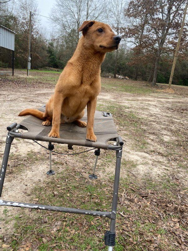 Started Gun Dogs and AKC Junior Test | Gilmer, TX